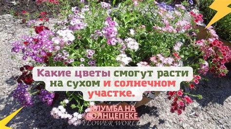 Какие цветы смогут расти на сухом и солнечном участке Клумба на солнцепеке 🥀🌾🌵