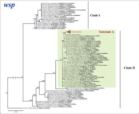The Bayesian Tree Of Wsp Gene Fragment Inferred From 88 Wolbachia Download Scientific Diagram