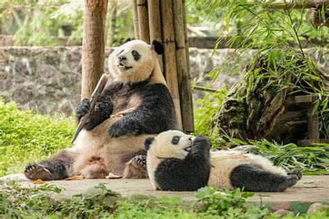 Giant Pandas Playing