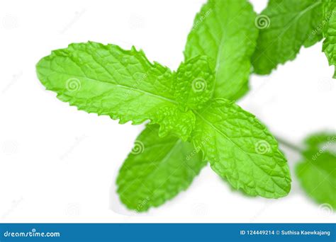 Fresh Spearmint Leaves Isolated On The White Background Close U Stock