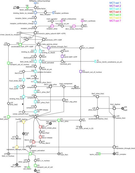 The Petri Net Model Of The Mating Pheromone Response Pathway Of S Download Scientific Diagram