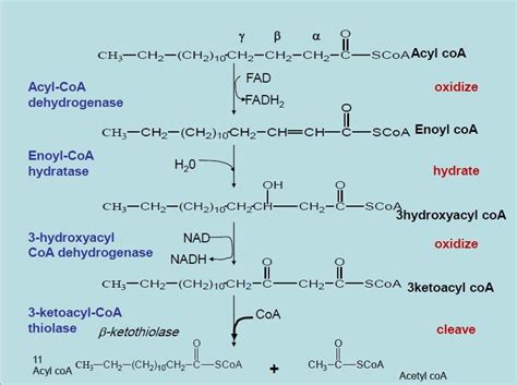 Cytosol Vs Cytoplasm Difference Between Cytosol And Cytoplasm Full Review By Sciencecodons