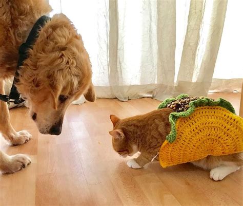 Lola And The Taco Cat Costume