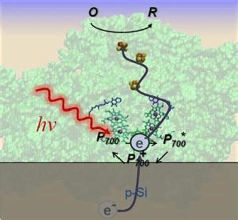 Making Multilayered Bio Hybrid Solar Cells Download Scientific Diagram