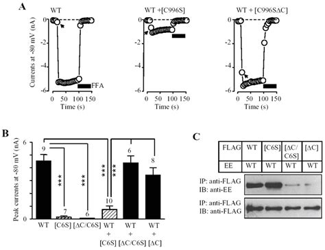 Deletion Of Coiled Coil Domain Removes Functional Suppression Of Pore