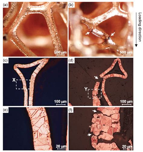 Close Up Image And Macrostructure Denoted As Aac And Bbd In Fig Download Scientific