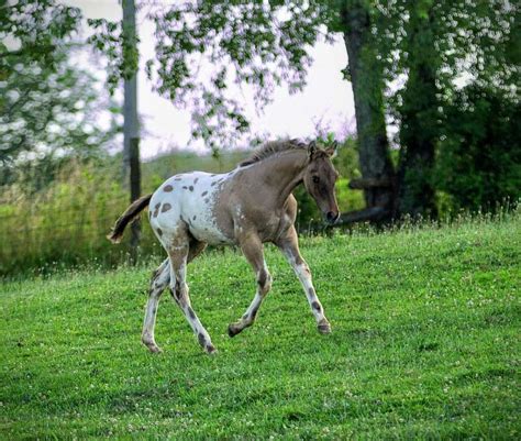 Appaloosa Dun Filly