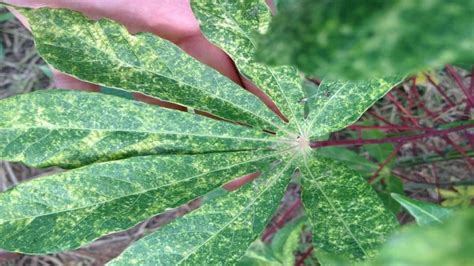 Scientists Discover Gene Resistant To Cassava Mosaic Disease Food