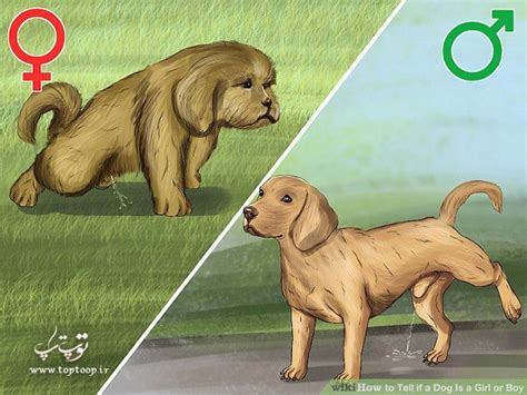 چگونگی تعیین جنسیت سگ تــــــــوپ تـــــــــاپ