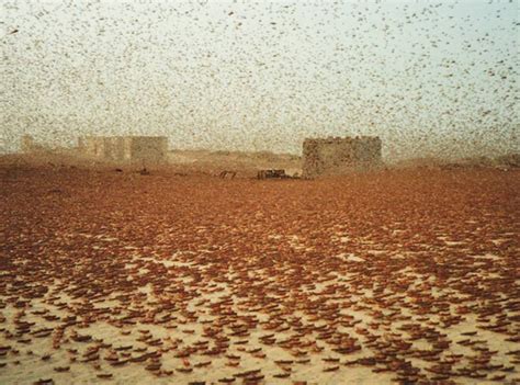 Gaddafis Fall Leads To Desert Locusts Rise Live Science