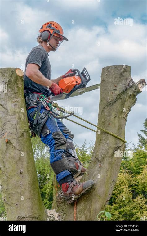Tree Surgeon Or Arborist Using A Safety Rope And Chainsaw Up A Tree Stock Photo Alamy