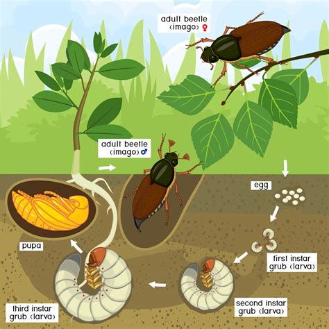 Life Cycle Of Grubs What You Need To Know Dr Green Services