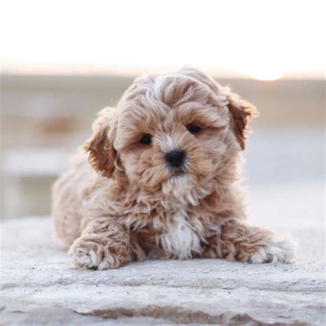 Akc Mini Poodles Cavapoochon And Shihpoo Puppies For Sale