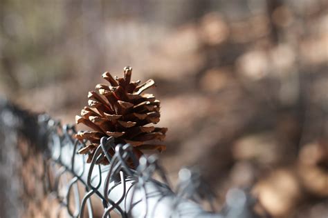 Безплатна снимка дърво природа листо цвете пролет есен ботаника ела флора сезон