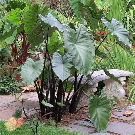 Taro Plant Root