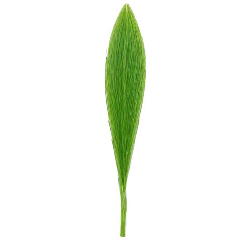 Sedge Leaf Long Green Leaf With A Triangular Cross Section And A Slightly Rough Texture 47843693 Png