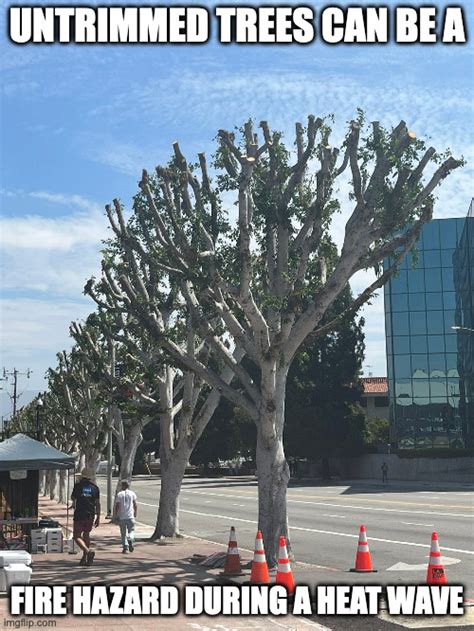 Trimmed Trees Imgflip