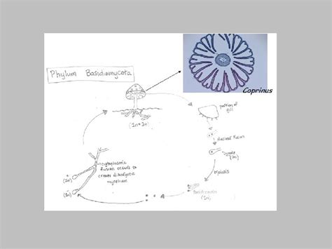 Chapter 12 Characterizing And Classifying Eukaryotes Five Major