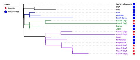 A Maximum Likelihood Phylogenetic Tree Of Eight Sars Cov 2 Genomes Download Scientific Diagram