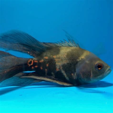 Longfin Red Tiger Oscar For Sale Exotic Fish Shop 774 400 4598