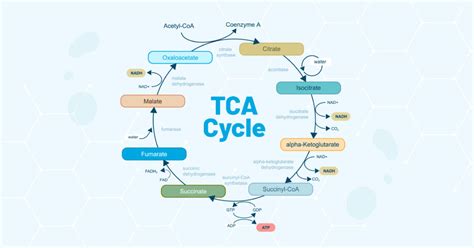 The Tca Cycle Deciding Cell Fate And Function And More Redox Medical Group