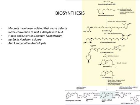 Abscisic Acid Biosynthesis And Function Pptx