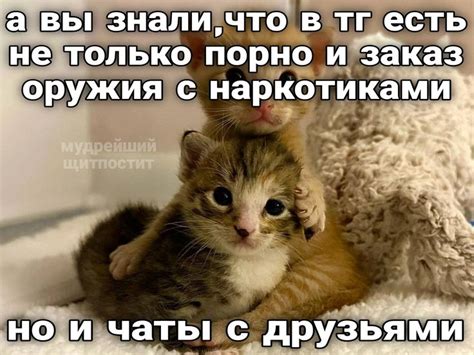 Пин от пользователя Maria Harrison на доске кенни в 2024 г Смешные комплименты Кошачьи цитаты