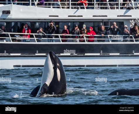 Transient Type Killer Whale Orcinus Orca Spy Hopping Near Boat In