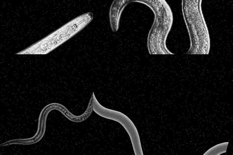 Worm Pose Estimation Object Detection Object Detection Dataset By Universidad De Jaen