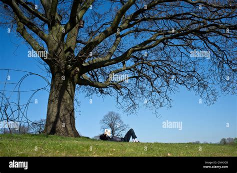 Man Reading Book Under Tree Stock Photo Alamy