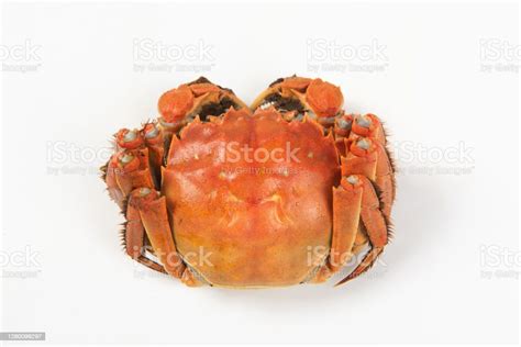흰색 배경에 고립 된 중국 장갑 게 상하이 털이 게의 가까이 0명에 대한 스톡 사진 및 기타 이미지 0명 갈고리 발톱 건강한 식생활 Istock