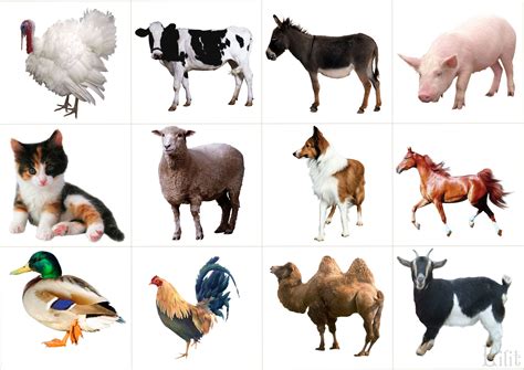 Картинки домашних животных для детей цветные красивые для печати