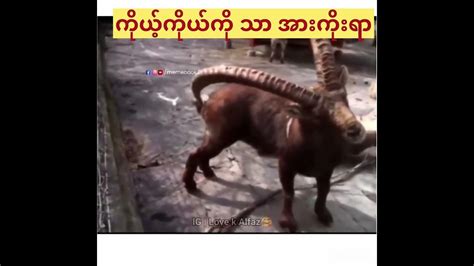 တက်ကျမ်း ကိုယ့်ကိုယ်ကို သာ အားကိုးရာ၏ Youtube