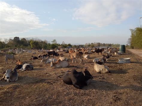 Dvb မြန်မာ့ ကျွဲ၊ နွားများ ထိုင်း မြန်မာနယ်စပ်တွင် ပုံမှန်ထက်အရောင်းသွက်နေ