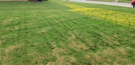 My Bermuda Is Lumpy And Soft Lawn Care Forum