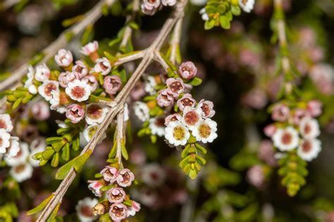 Ribbed Thryptomene Thryptomene Micrantha