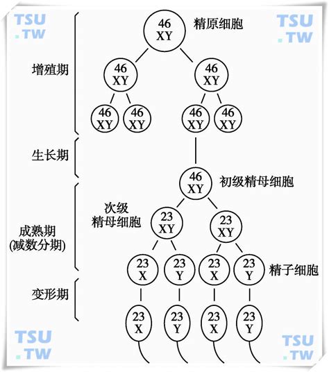 染色体与精子发生：男性生殖器官形成的遗传控制 男科学 天山医学院