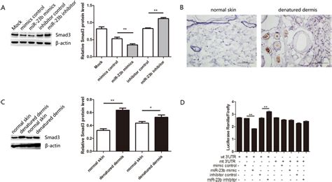 Smad3 Is A Direct Target Of Mir 23b A Western Blotting Analysis Of