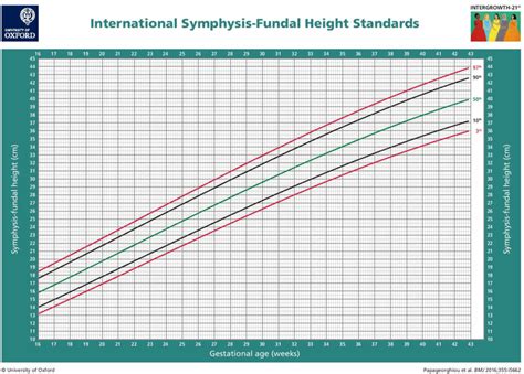 Fundal Height Fundal Height Measurement