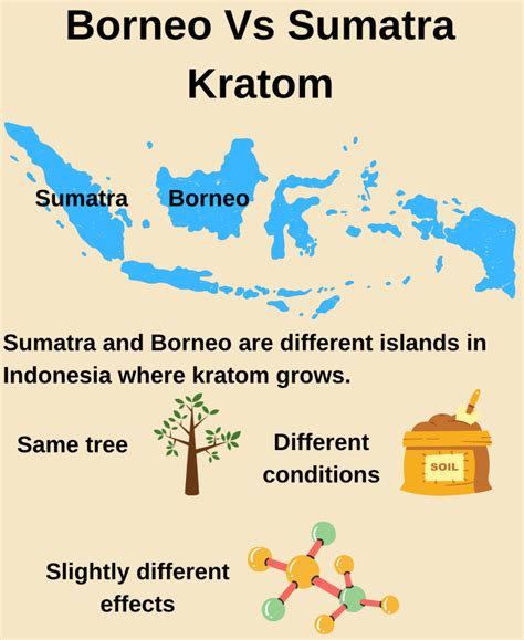 Kratom Strain Chart Kratom Colors Regions And Strains Explained Health Habits