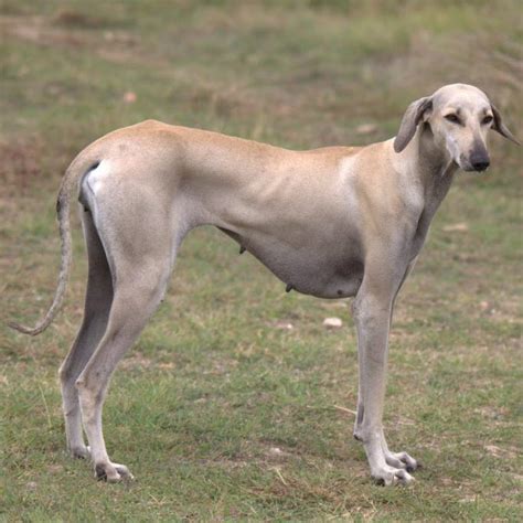 Indian Dog Breeds Chippiparai All Of Us Love Our Dogs And Our By