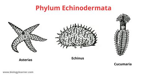 Phylum Echinodermata Echinus