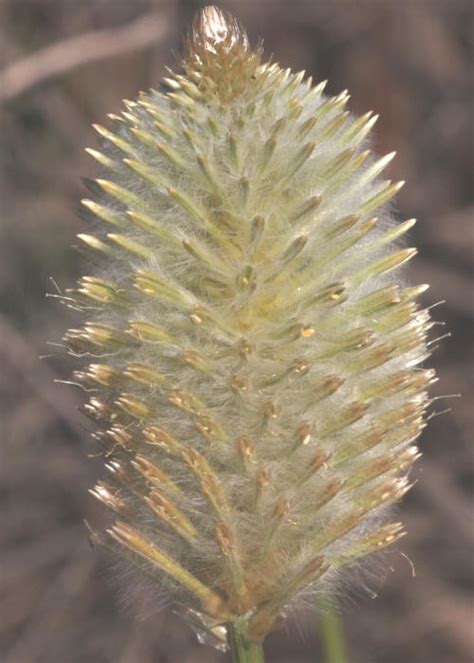 Australian Plants Amaranthaceae