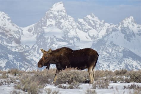Parque Nacional Teton Winter Wyoming Whats Grand Teton National Park