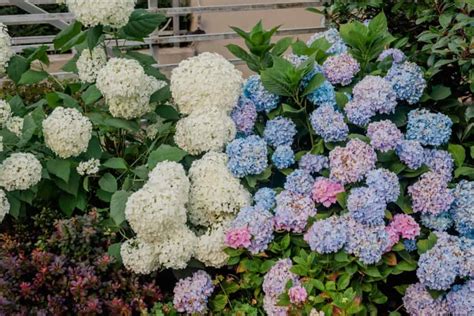 The Ultimate Guide To Fertilizing Hydrangeas For Gorgeous Blooms
