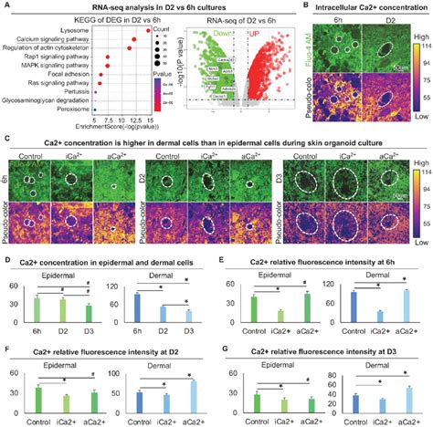 Characterization Of The Intracellular Calcium Concentration Between Download Scientific Diagram