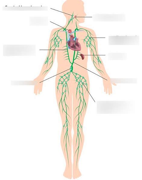 Lymphatic System Diagram Quizlet