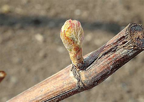 Кои пъпки на лозата се оказват по родовити Български Фермер