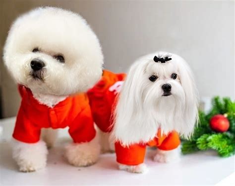 Бишон фризе и мальтезе ПИТОМНИК