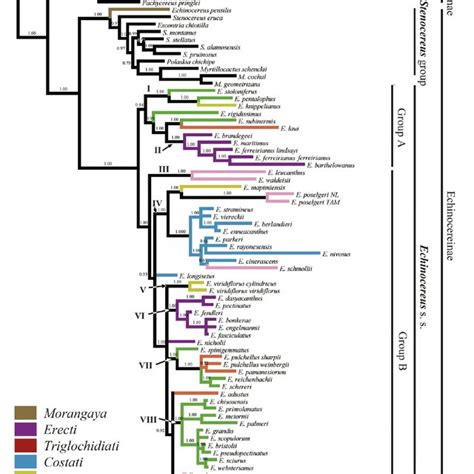Majority Rule Consensus Tree Of 42500 Trees Resulting From Bayesian